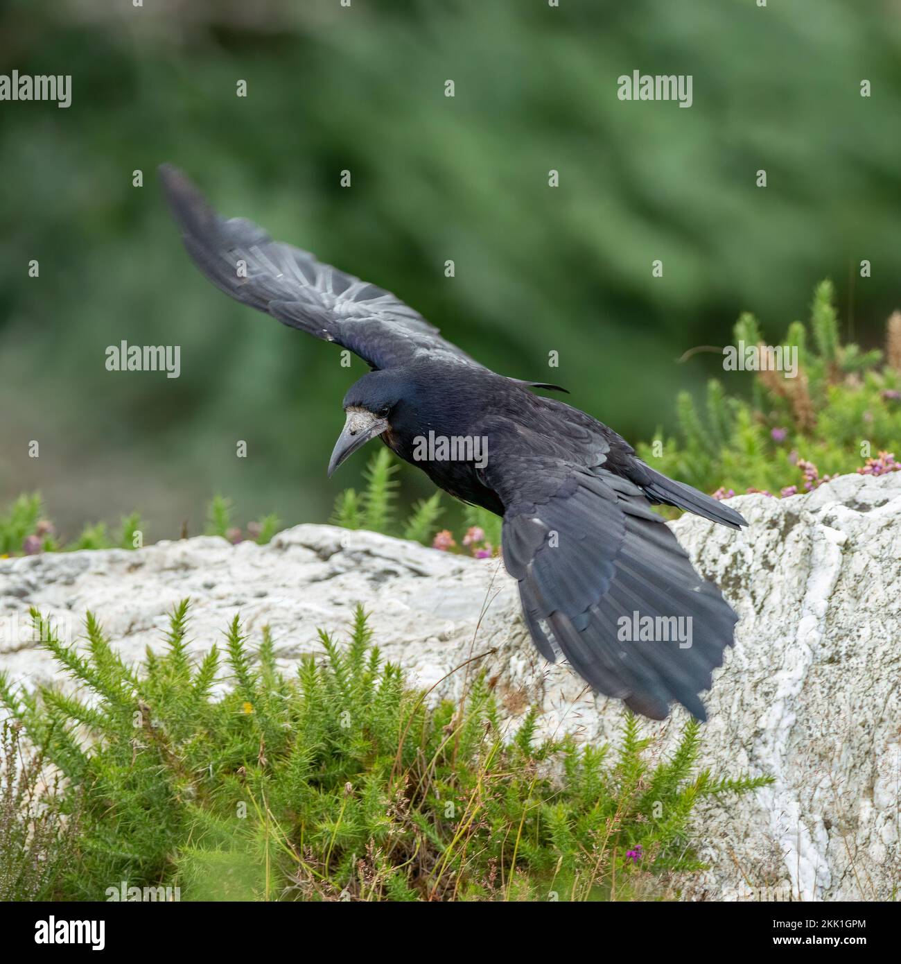 A common black raven flying in the air on a blurred background Stock ...