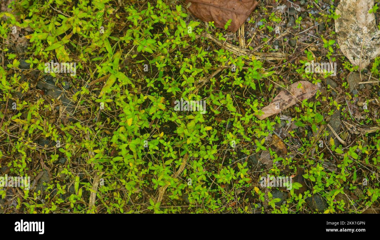 rocky ground with green wild plants Stock Photo - Alamy