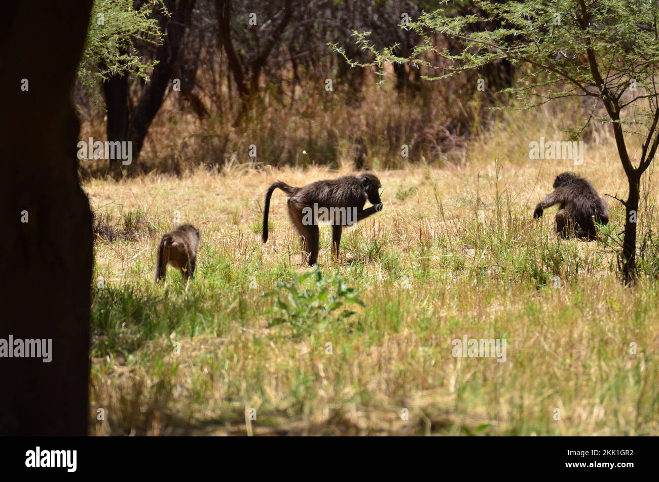 Babbon hi-res stock photography and images - Alamy