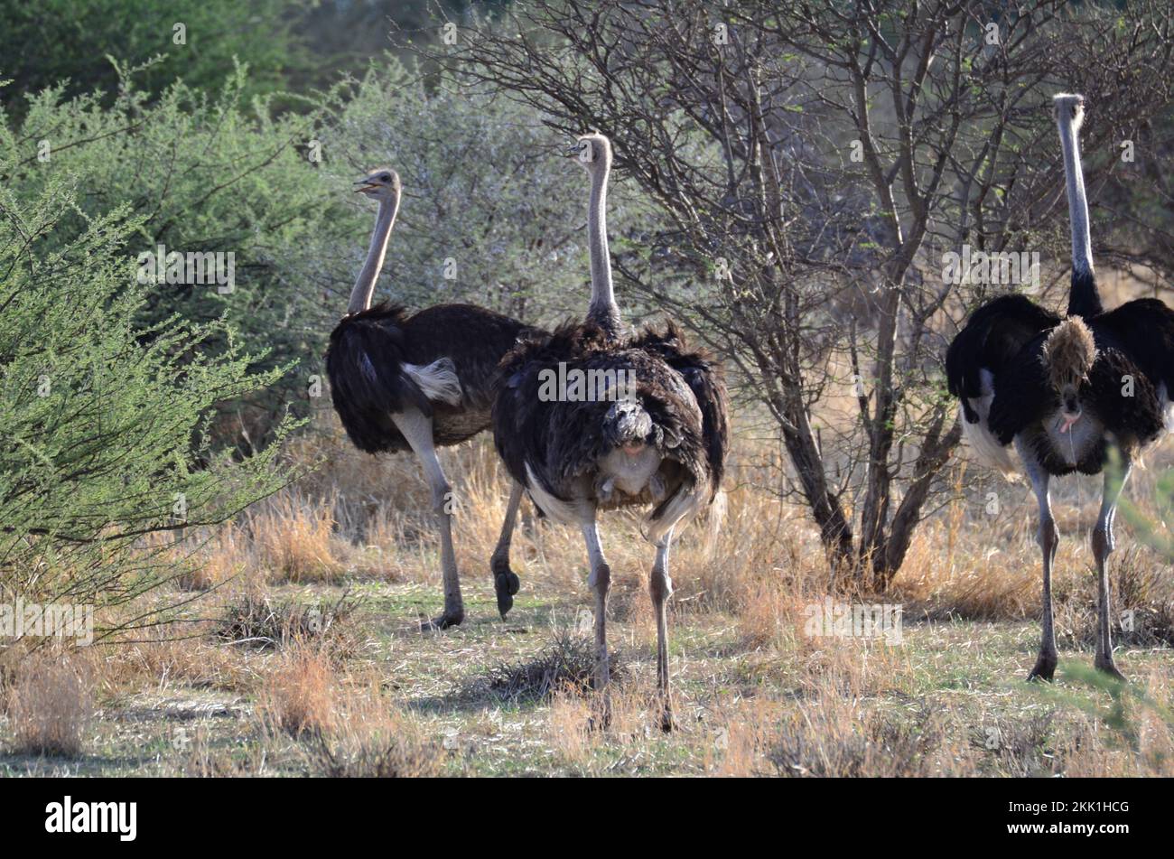 wild Ostrich bird in Namibia Africa savanna safari Stock Photo - Alamy
