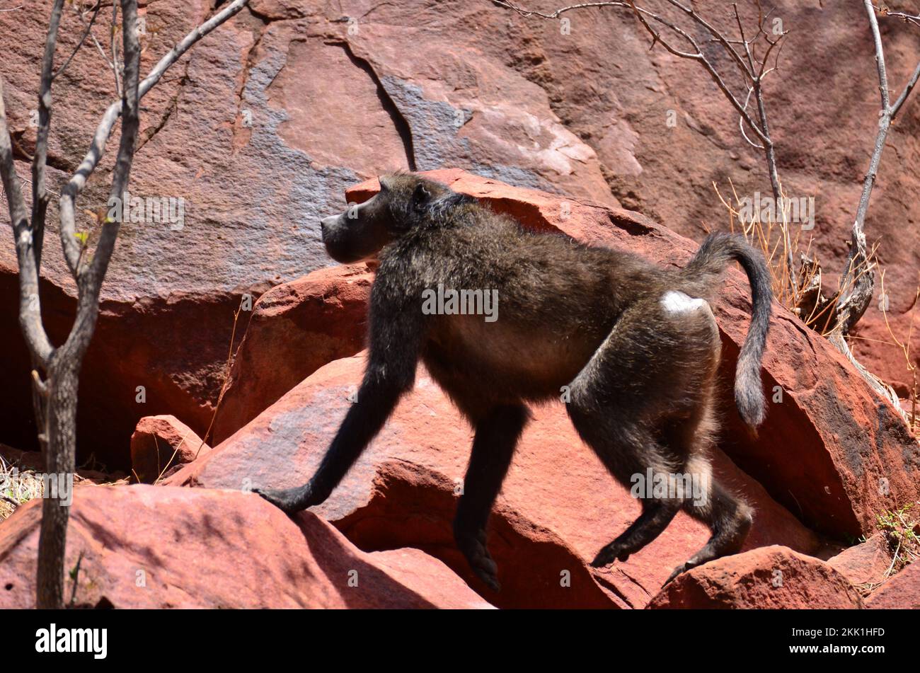 African baboon monkey ape wild red sand and stones Stock Photo - Alamy