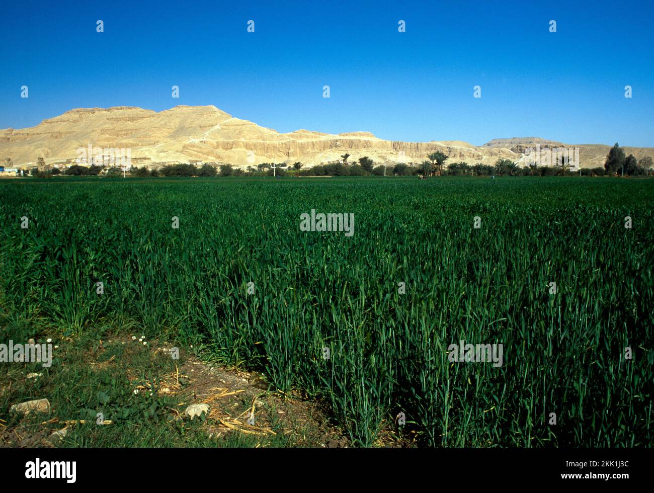 Egypt wheat hi-res stock photography and images - Alamy
