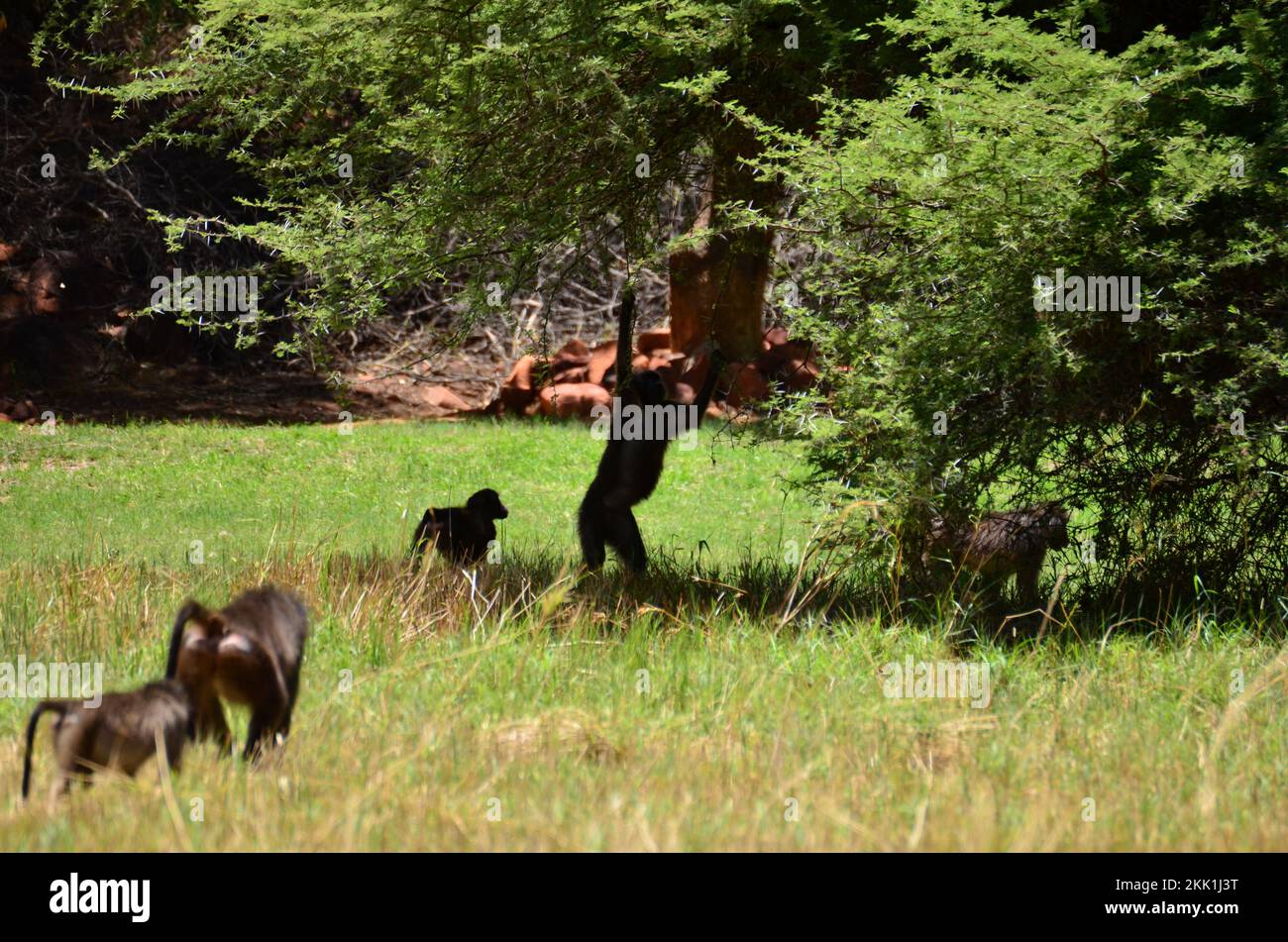african babbon group on green grass monkey ape wild Stock Photo - Alamy