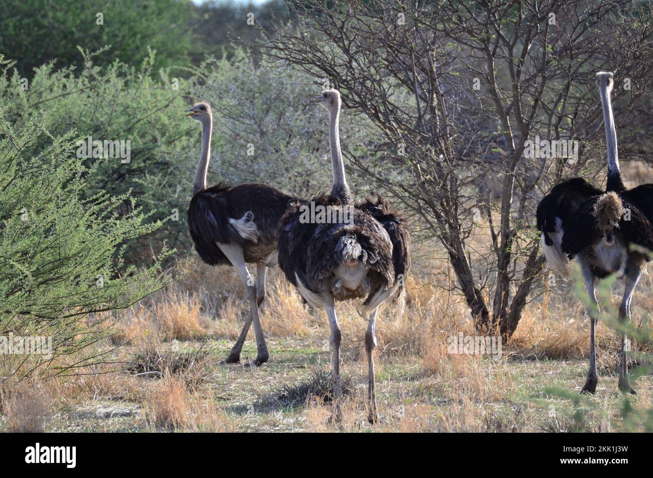 wild Ostrich bird in Namibia Africa savanna safari Stock Photo - Alamy