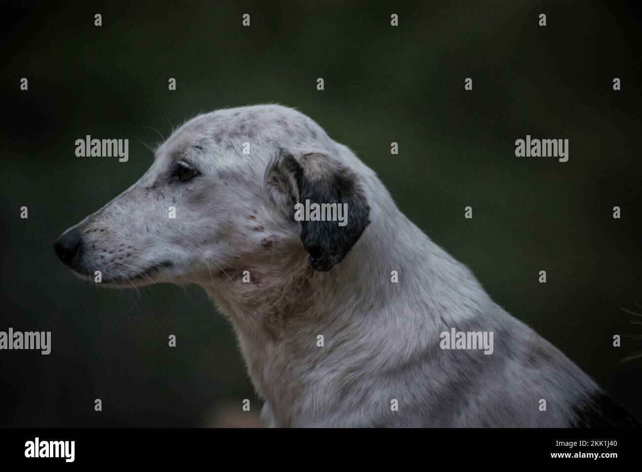 A sad dog in forest of Algeria wildlife Stock Photo - Alamy