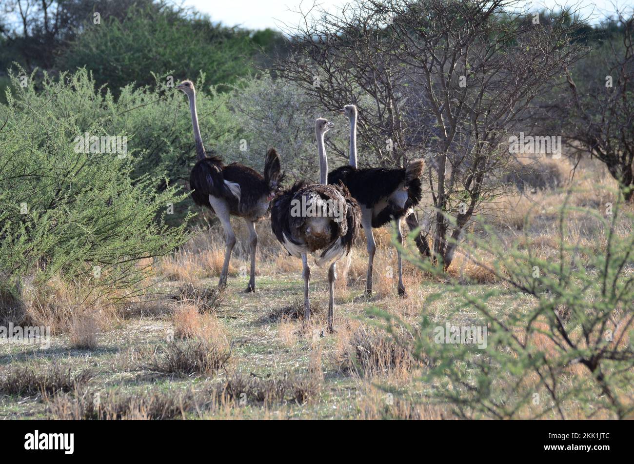 wild Ostrich bird in Namibia Africa savanna safari Stock Photo - Alamy