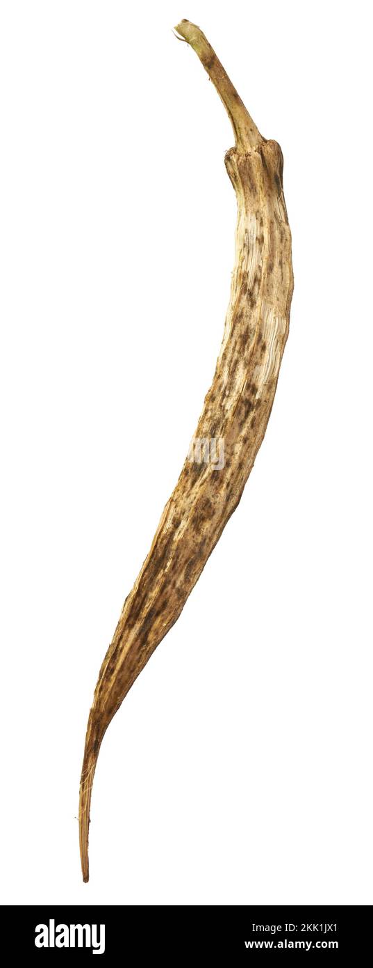 close-up of dried okra or okro pod, also known as ladies' fingers ...