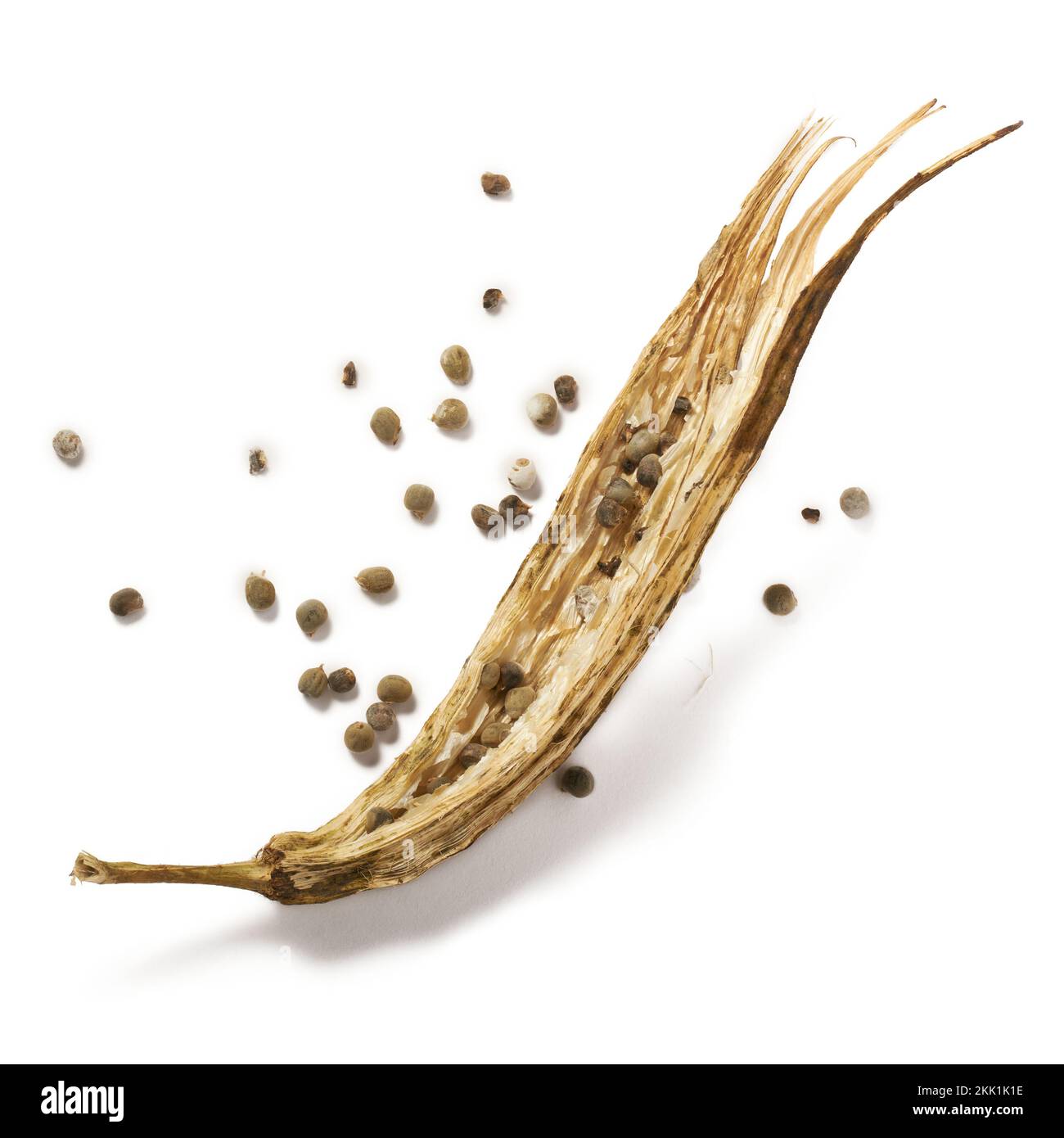 harvesting seeds from dried okra or okro pod, also known as ladies ...