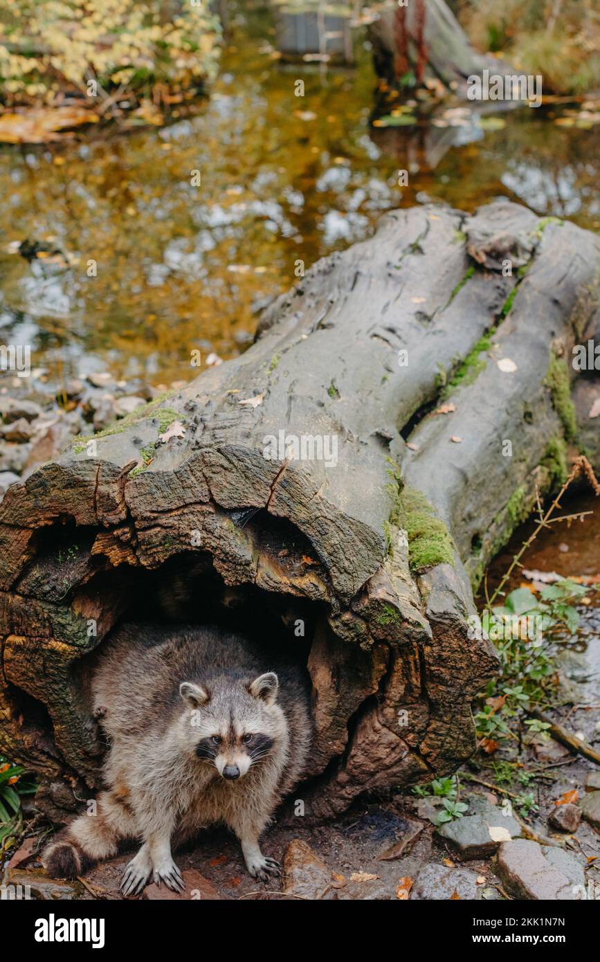 Gorgeous raccoon cute peeks out of a hollow in the bark of a large tree ...
