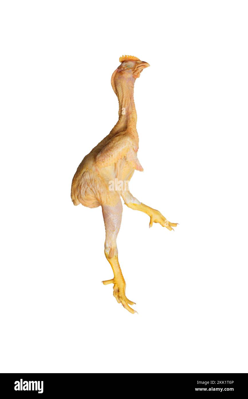 Battery chicken farm Cut Out Stock Images & Pictures - Alamy