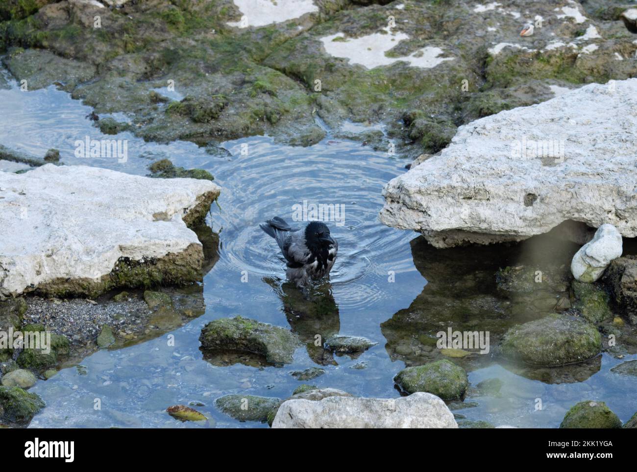Crow stone water hi-res stock photography and images - Alamy