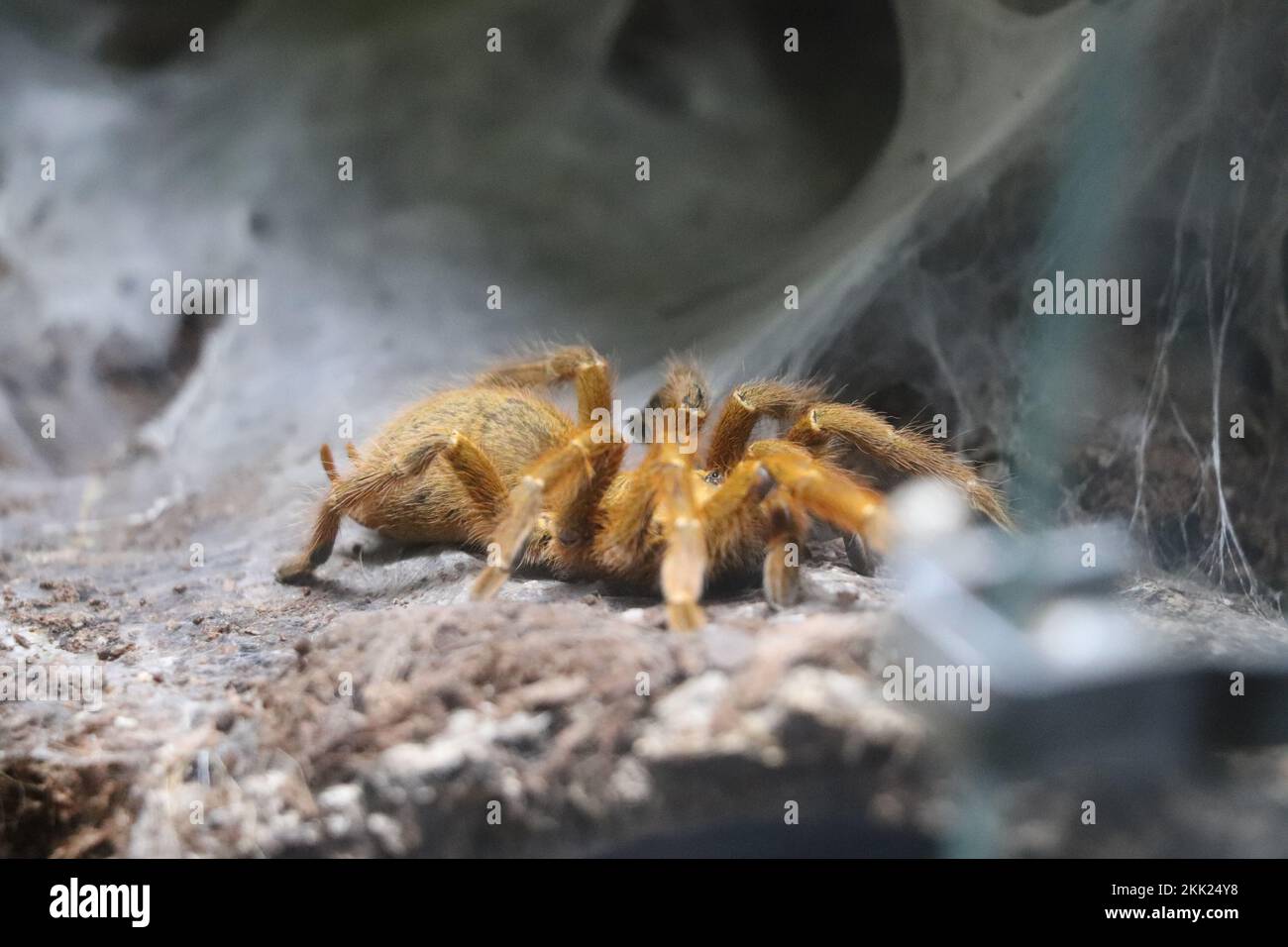 A closeup of a scary tarantula spider on a rock Stock Photo - Alamy