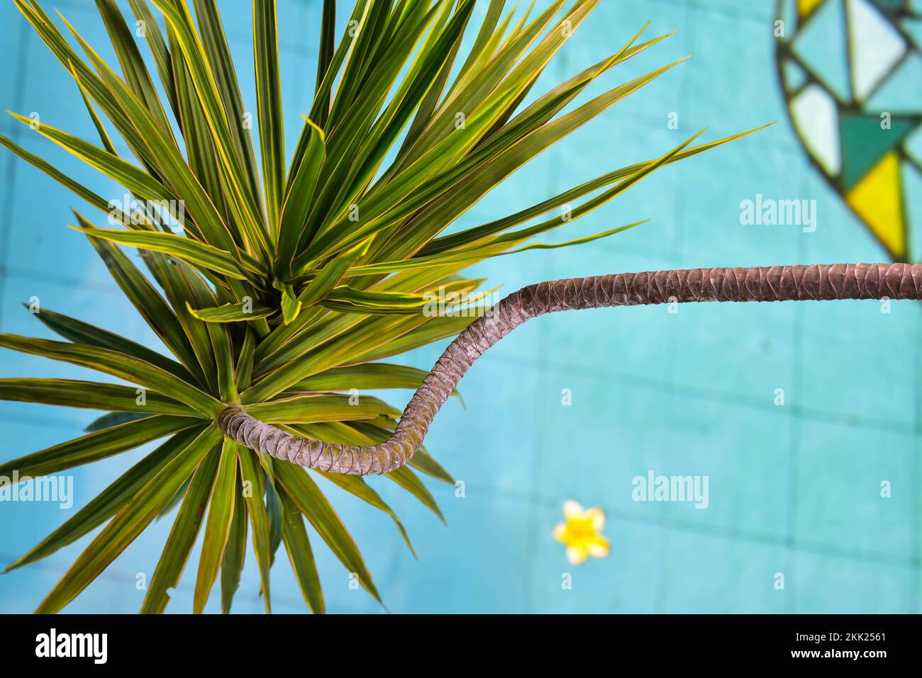 A dragon tree atop a swimming pool Stock Photo - Alamy