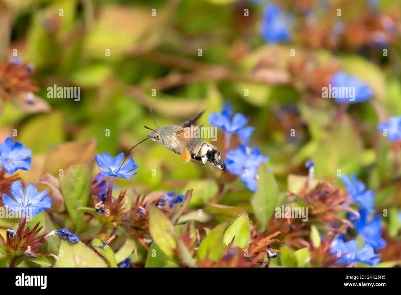 A closeup of a Hawk moth on beautiful blue Chinese Plumbago flowers in ...
