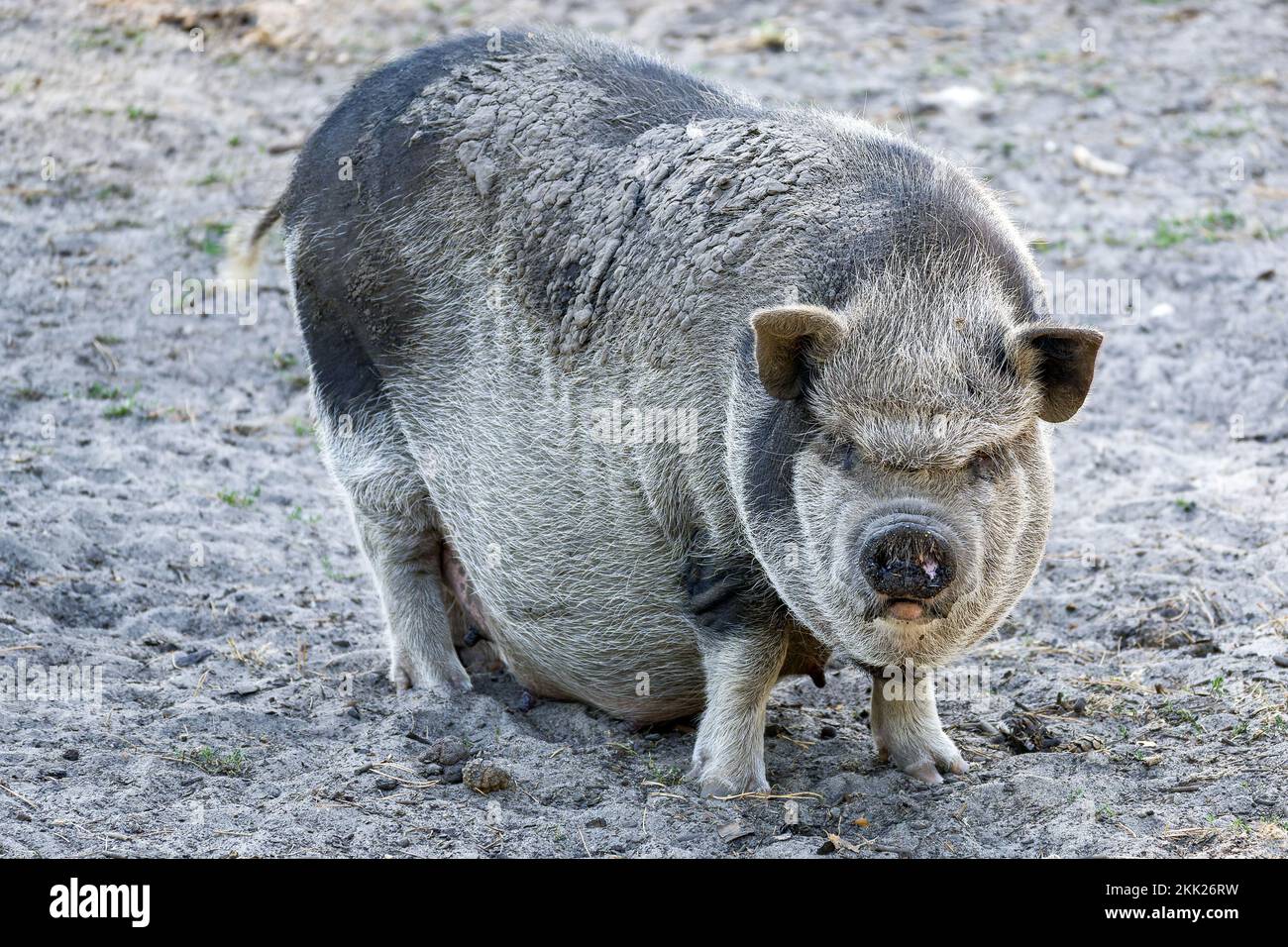 A closeup of an Vietnamese Pot-bellied endangered pig Stock Photo - Alamy