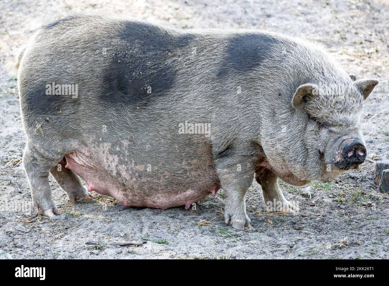 Endangered pig hi-res stock photography and images - Alamy