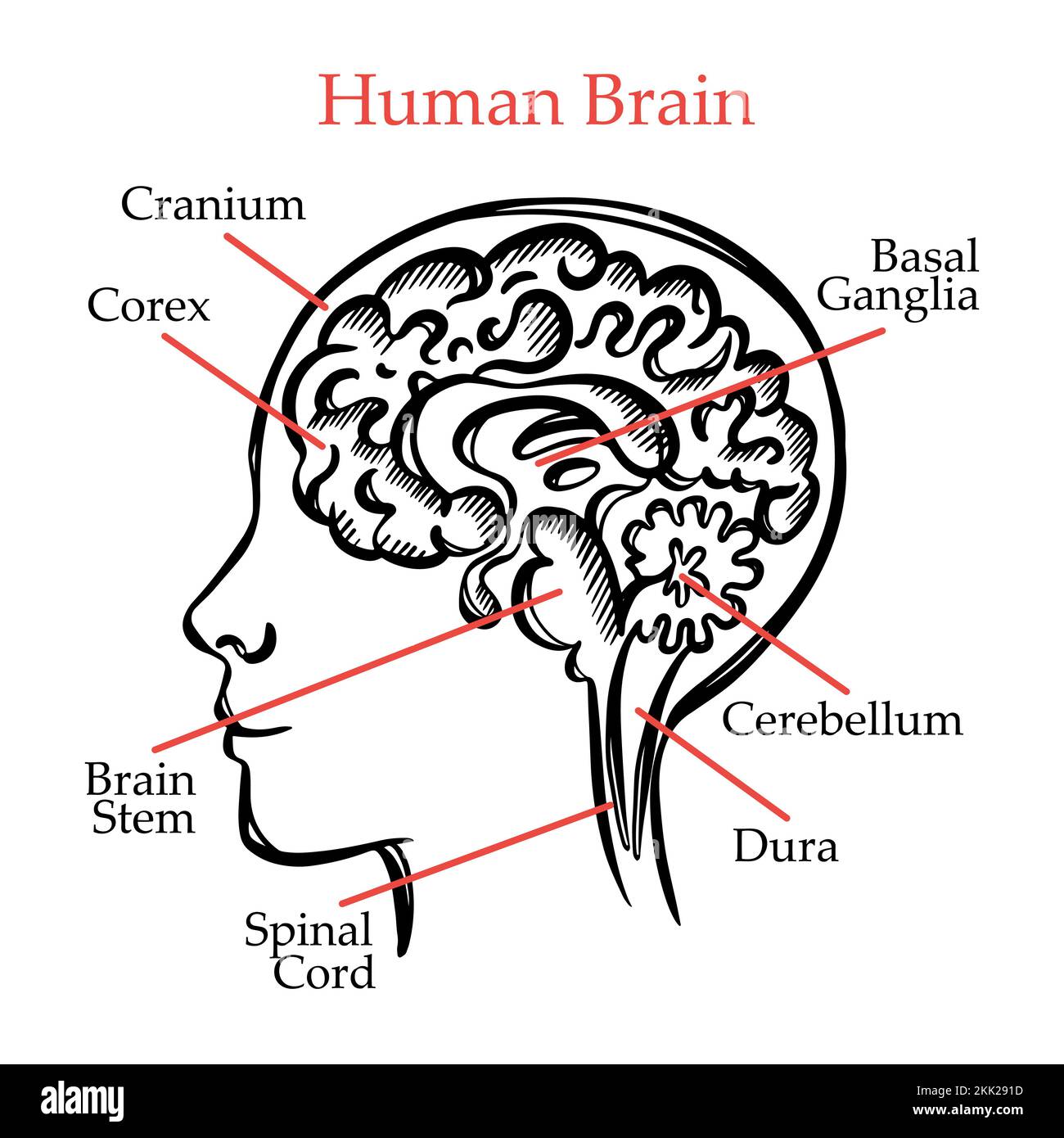 HUMAN BRAIN OUTLINE General Layout Chart Of Partitions Of The Human ...