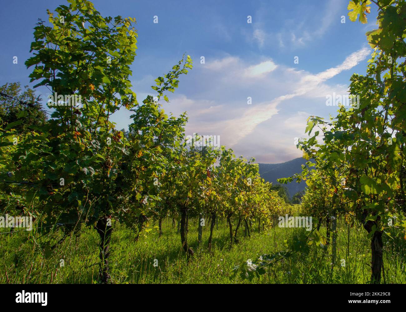 Landscape of vineyard, nature background Stock Photo - Alamy