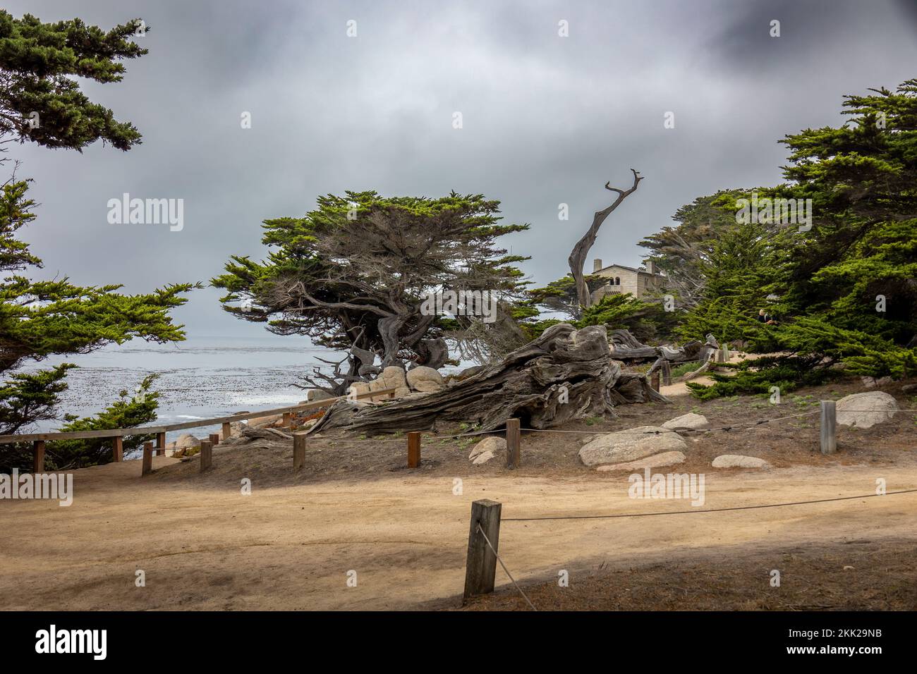 Beautiful trees called the ghost trees and a beautiful cloudy sky on ...