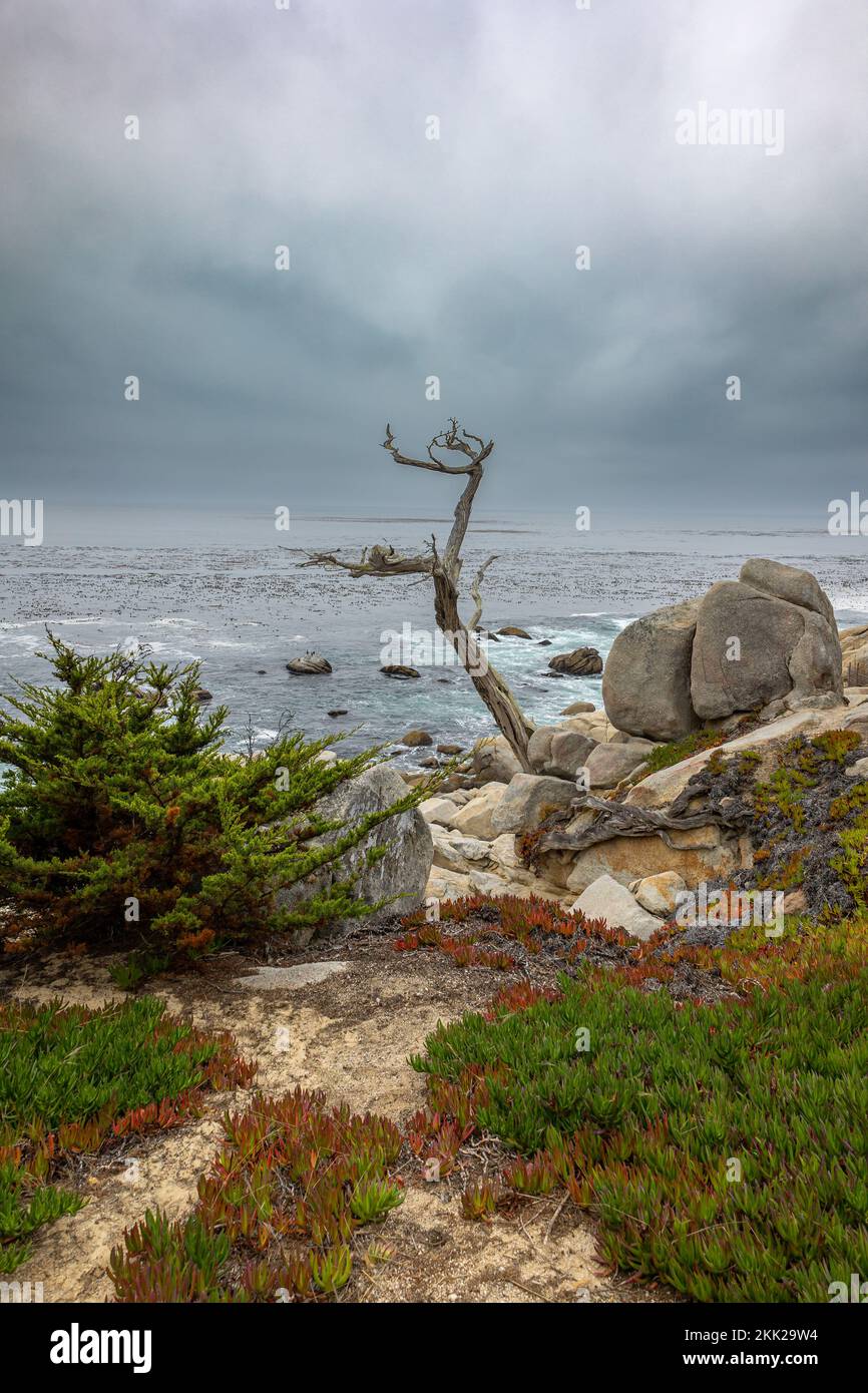 Beautiful trees called the ghost trees and a beautiful cloudy sky on ...