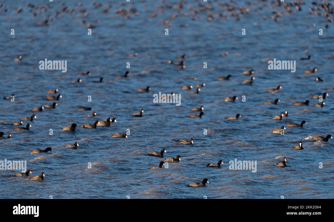 Flock coots in water hi-res stock photography and images - Alamy