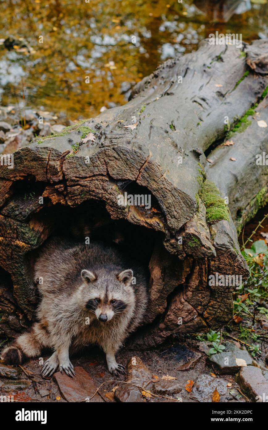 Gorgeous raccoon cute peeks out of a hollow in the bark of a large tree ...
