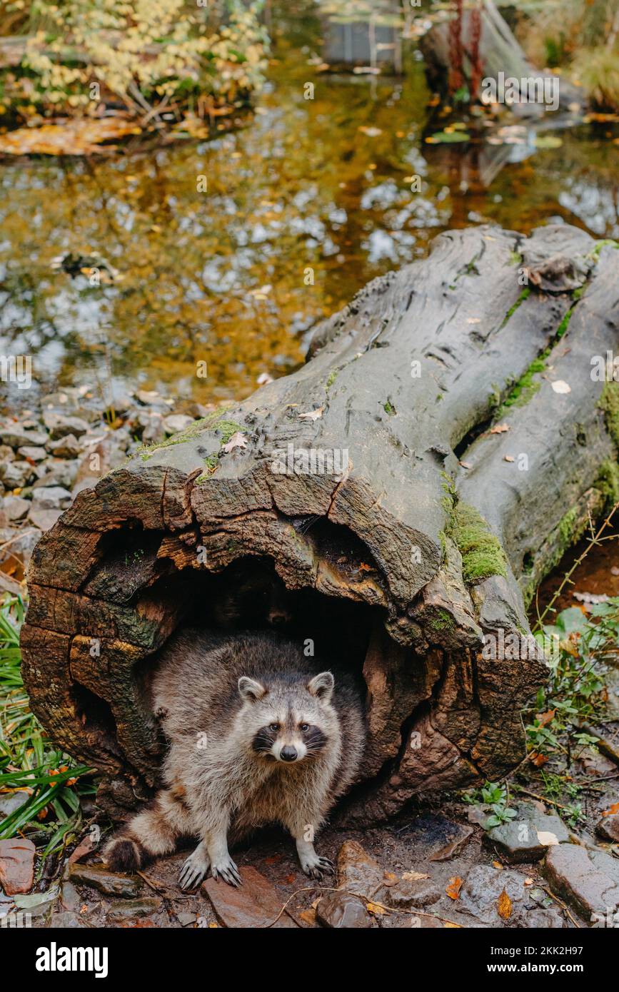Gorgeous raccoon cute peeks out of a hollow in the bark of a large tree ...