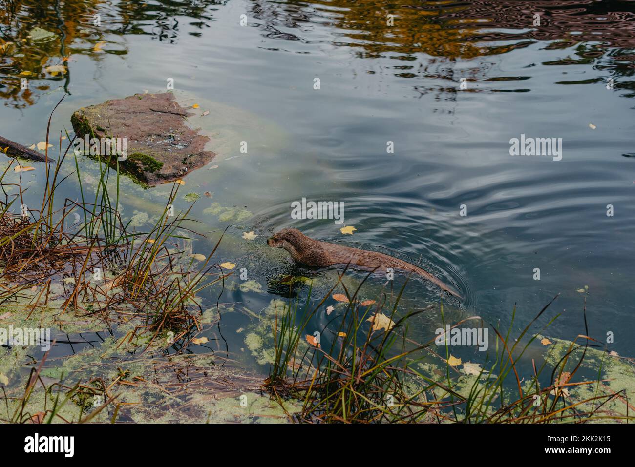 Otter uk back hi-res stock photography and images - Alamy