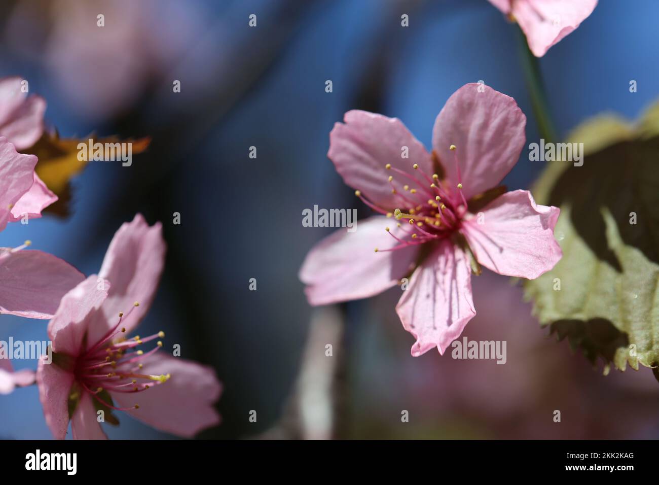 Pink and red rosebud cherry three flowers in a closeup color image ...