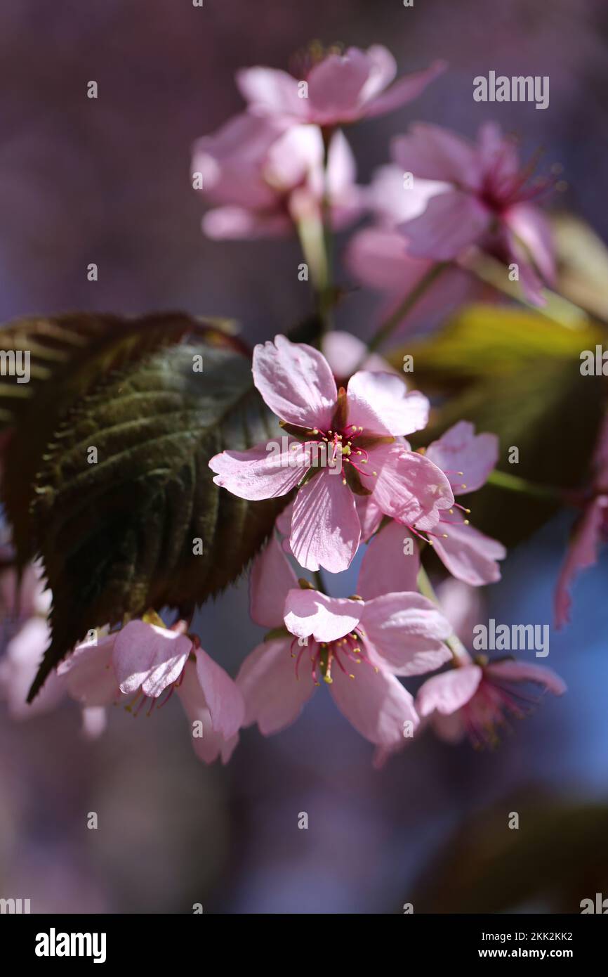 Pink and red rosebud cherry three flowers in a closeup color image ...