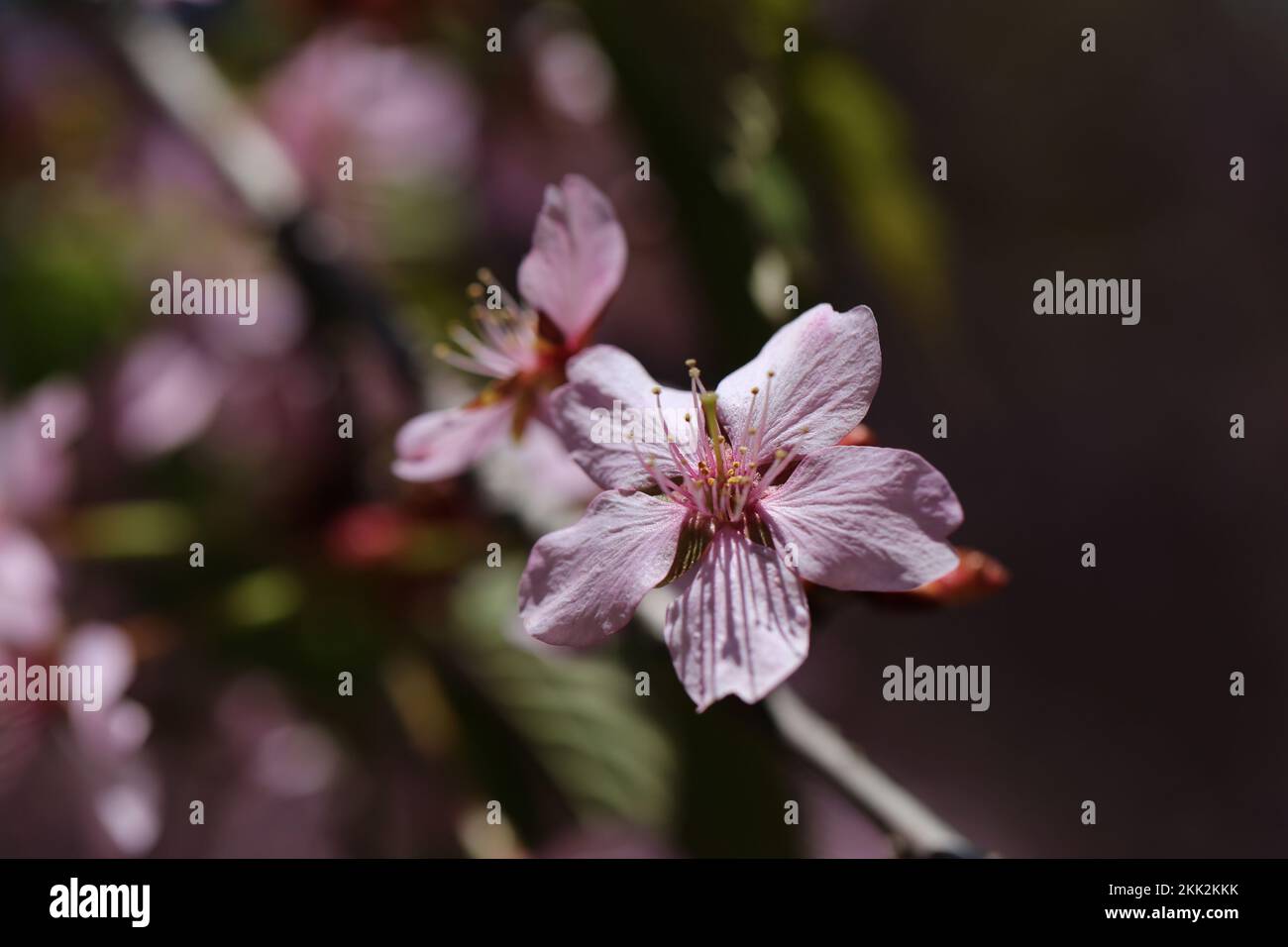 Pink and red rosebud cherry three flowers in a closeup color image ...