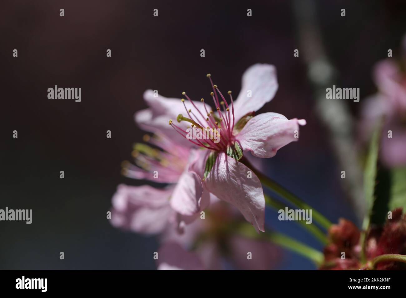 Pink and red rosebud cherry three flowers in a closeup color image ...