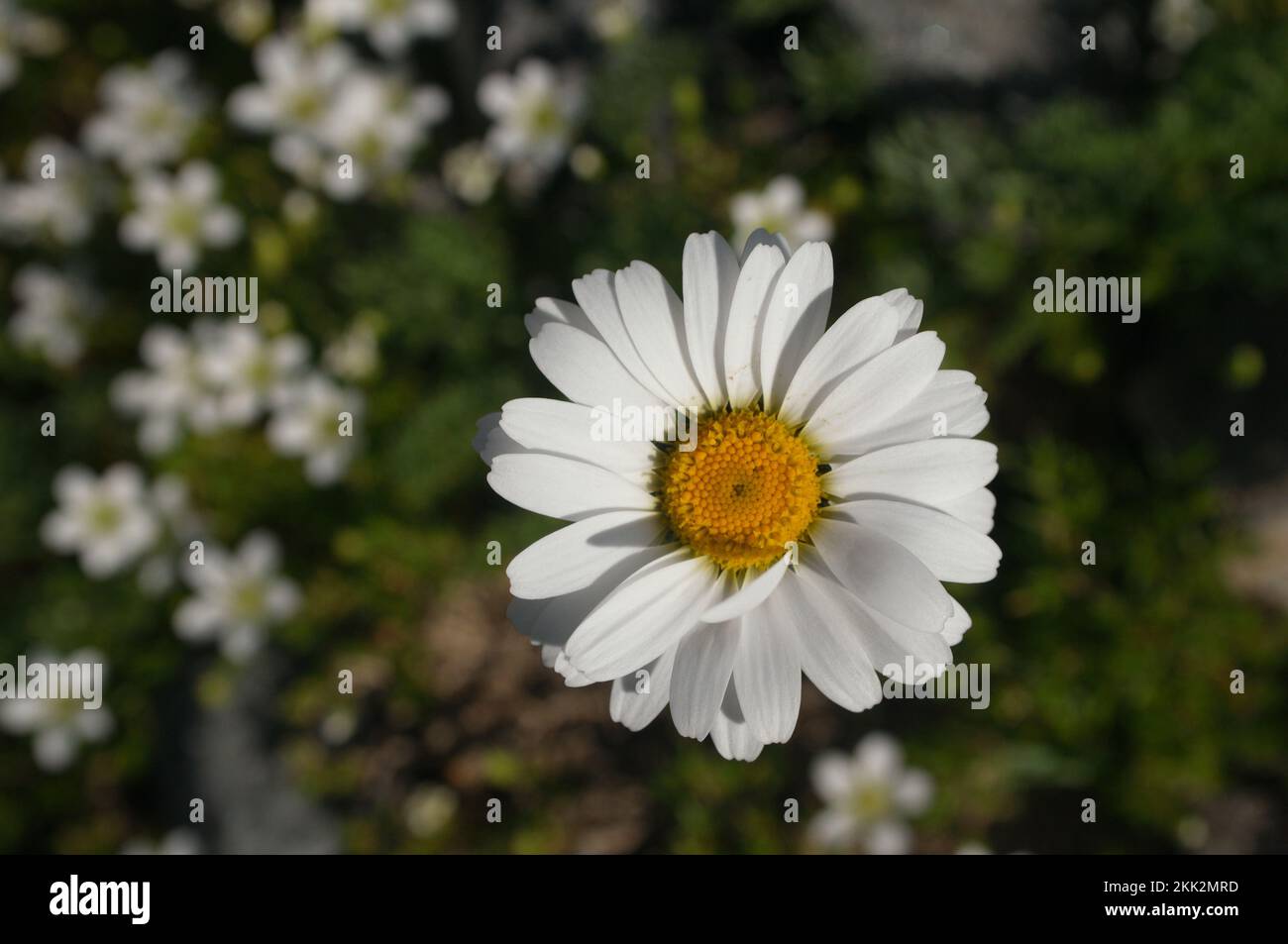 Chamomile flower close-up, single flower fullframe macro view ...