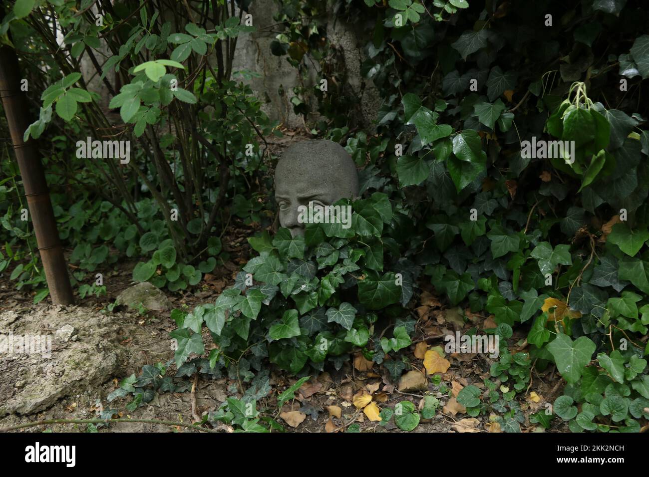 A head of a male statue hidden in the bushes Stock Photo - Alamy