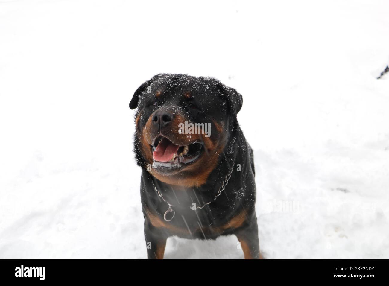 An adorable huge Rottweiler dog having fun under the snow Stock Photo ...
