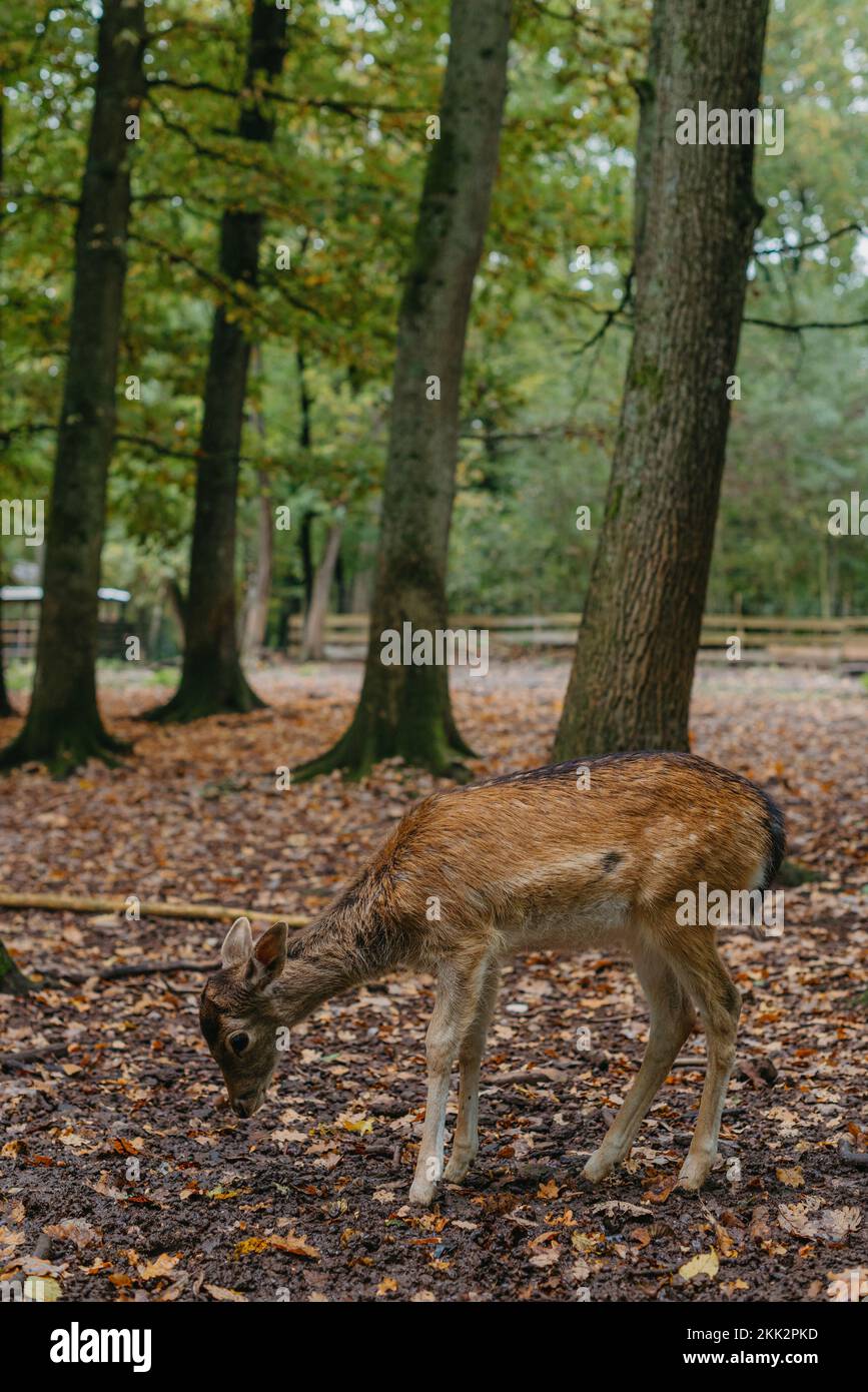 Female Red deer stag in Lush green fairytale growth concept foggy ...