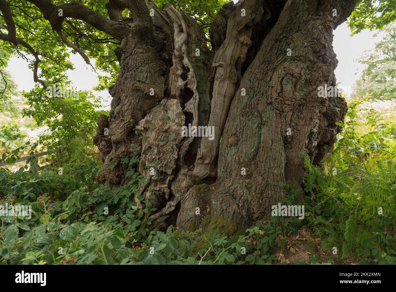 Massive pollarded oak tree, Quercus robur, one of the oldest in England ...