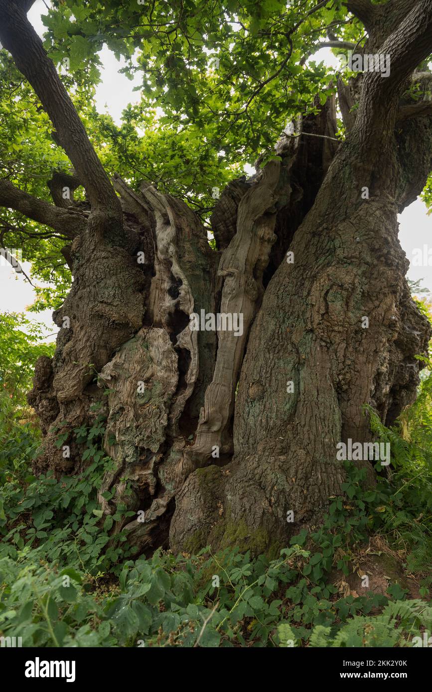 Massive pollarded oak tree, Quercus robur, one of the oldest in England ...