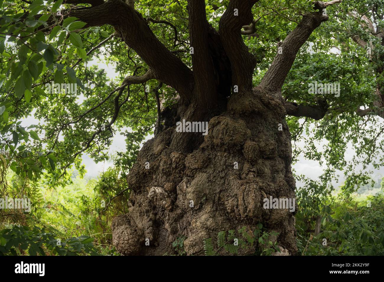 Massive pollarded oak tree, Quercus robur, one of the oldest in England ...