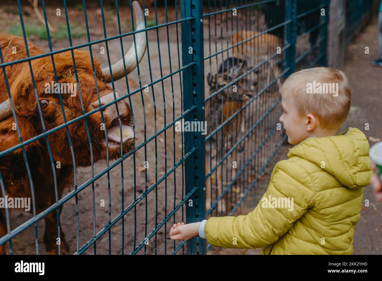 outdoor portrait of kids taking care and feeding a cow on a farm. boy ...