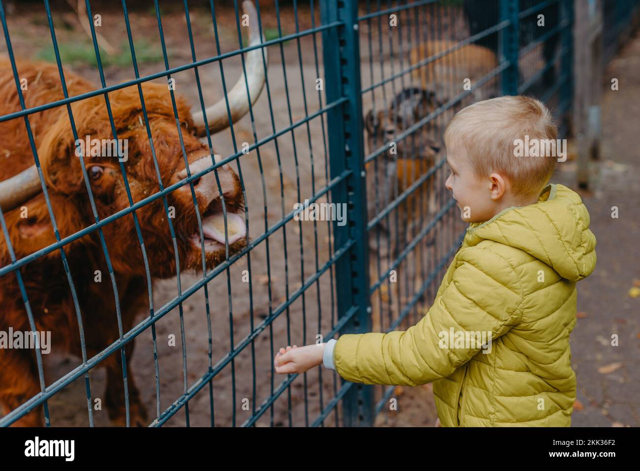 outdoor portrait of kids taking care and feeding a cow on a farm. boy ...