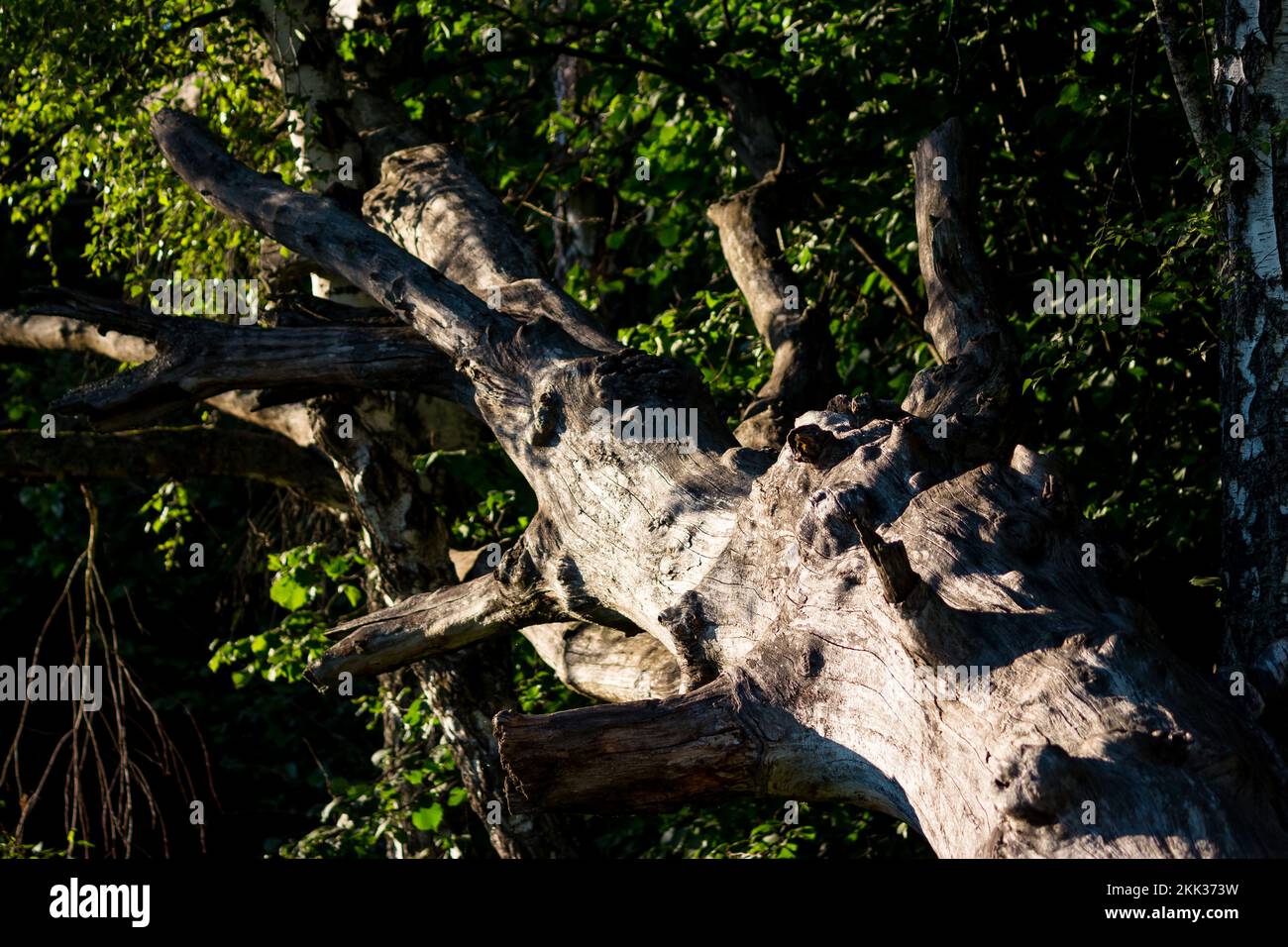 Background with a view of a fallen dry tree without bark in a forest ...