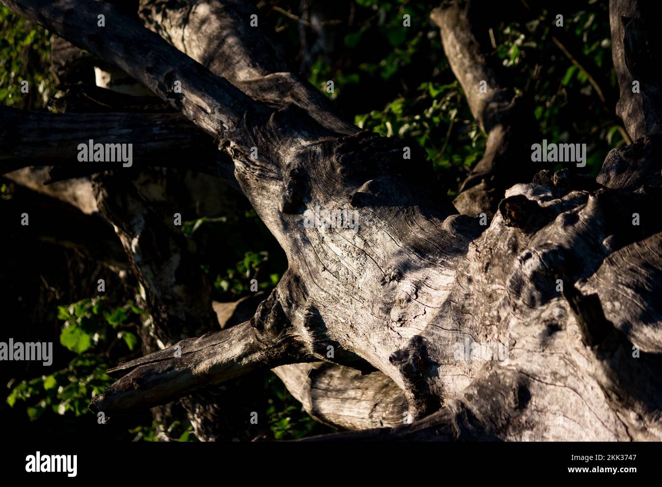 Background with a view of a fallen dry tree without bark in a forest ...