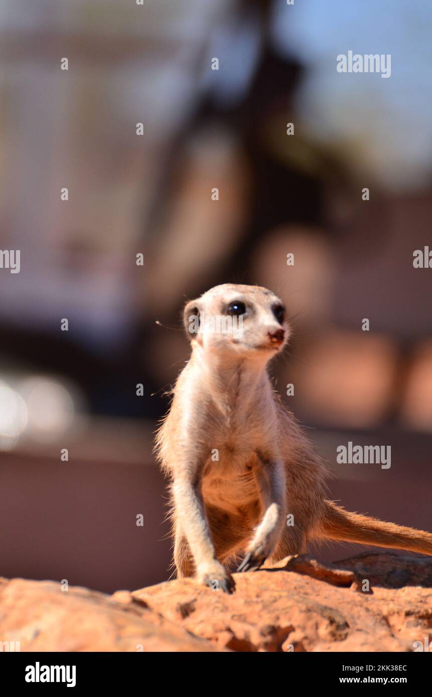meerkat in Kalahari desert Namibia red sand Africa Stock Photo - Alamy