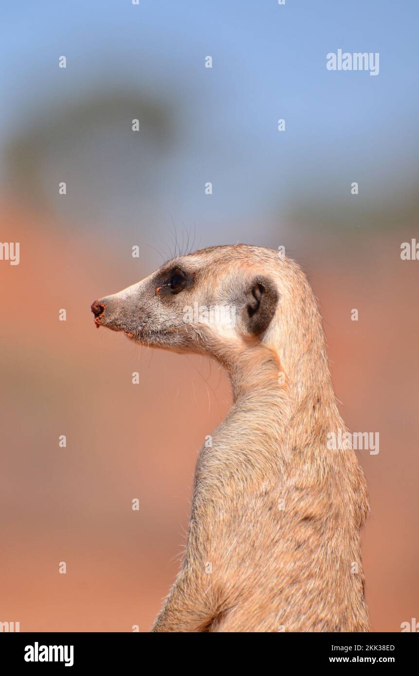 meerkat in Kalahari desert Namibia red sand Africa Stock Photo - Alamy