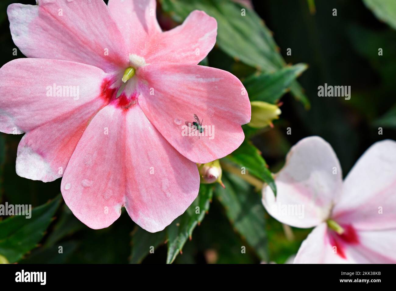 Small insect in detail hi-res stock photography and images - Alamy