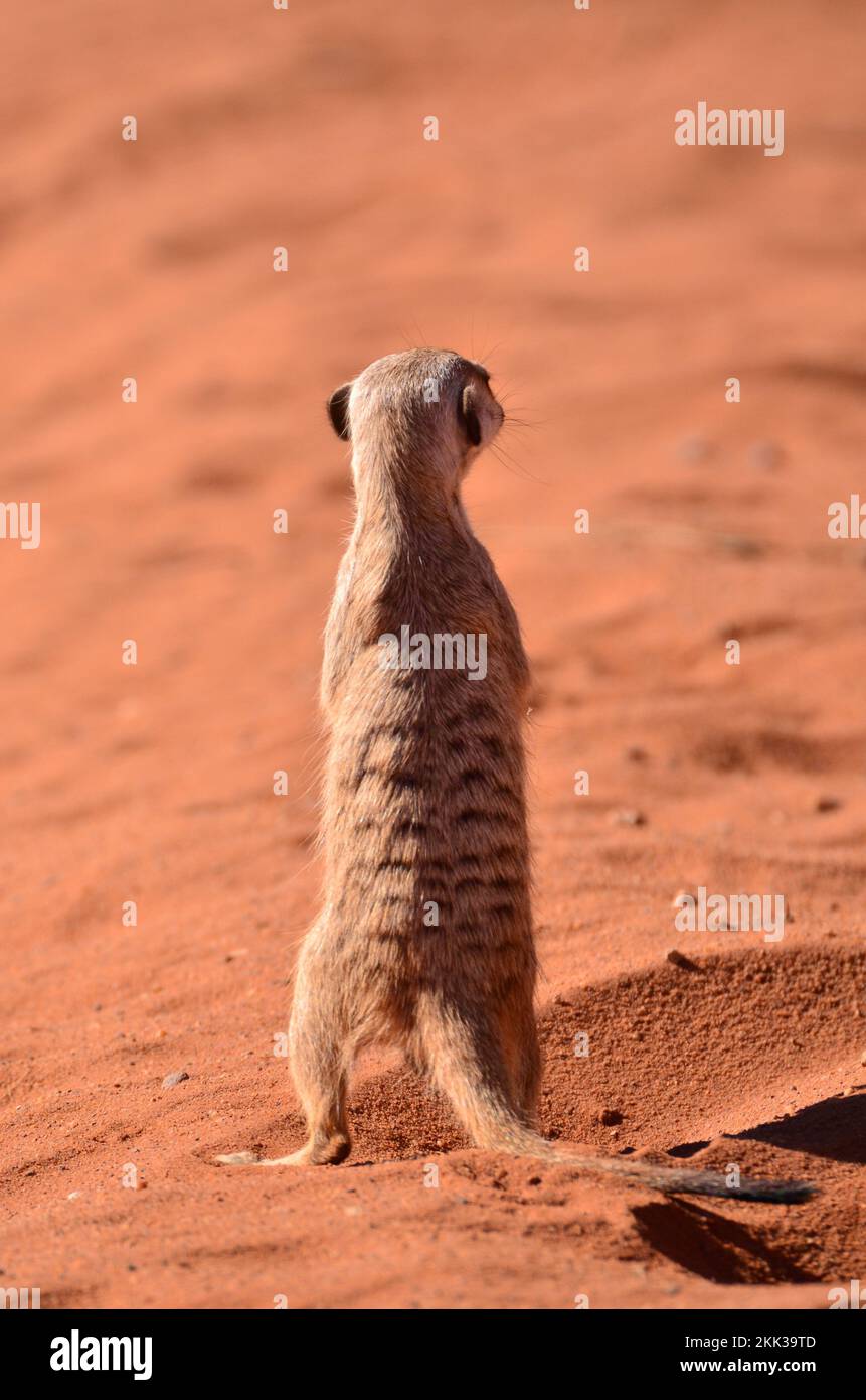 meerkat in Kalahari desert Namibia red sand Africa Stock Photo - Alamy