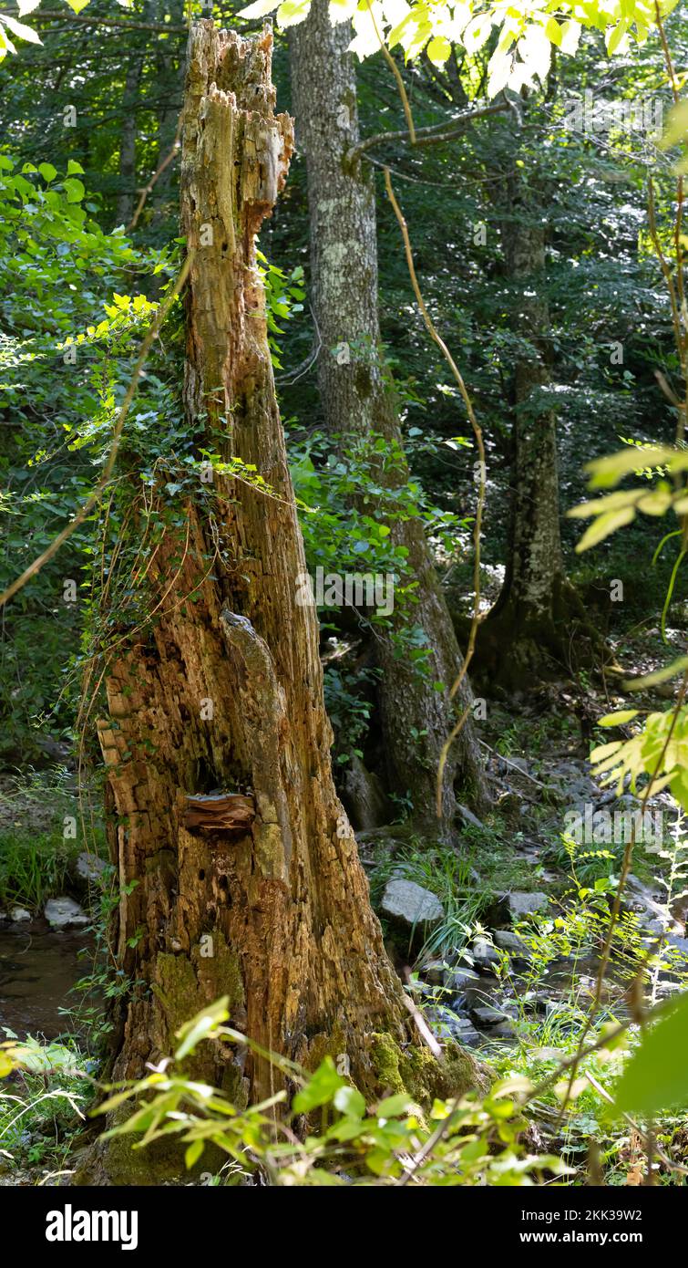 A vertical of an old tree struck by lightning Stock Photo - Alamy