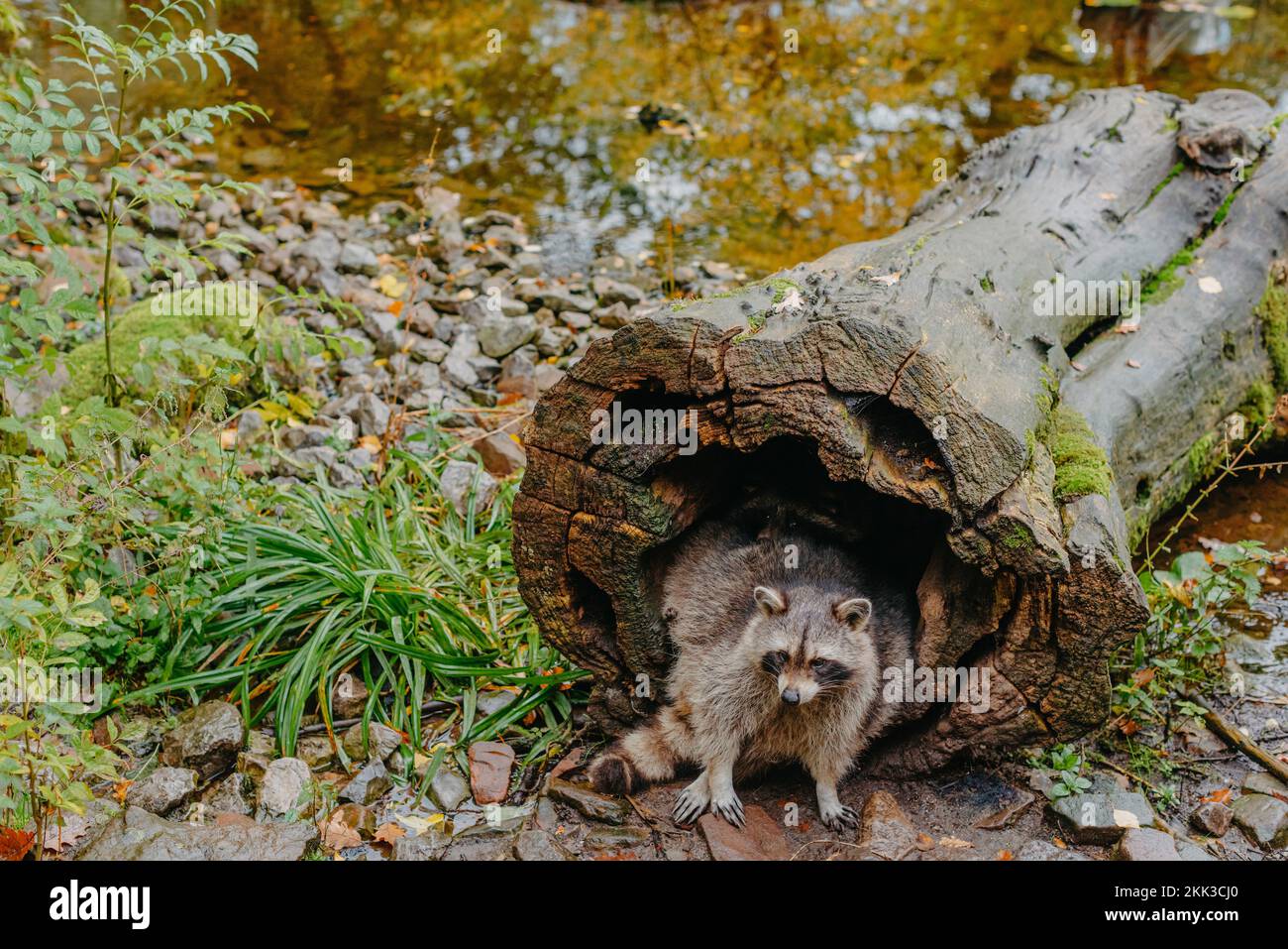 Gorgeous raccoon cute peeks out of a hollow in the bark of a large tree ...