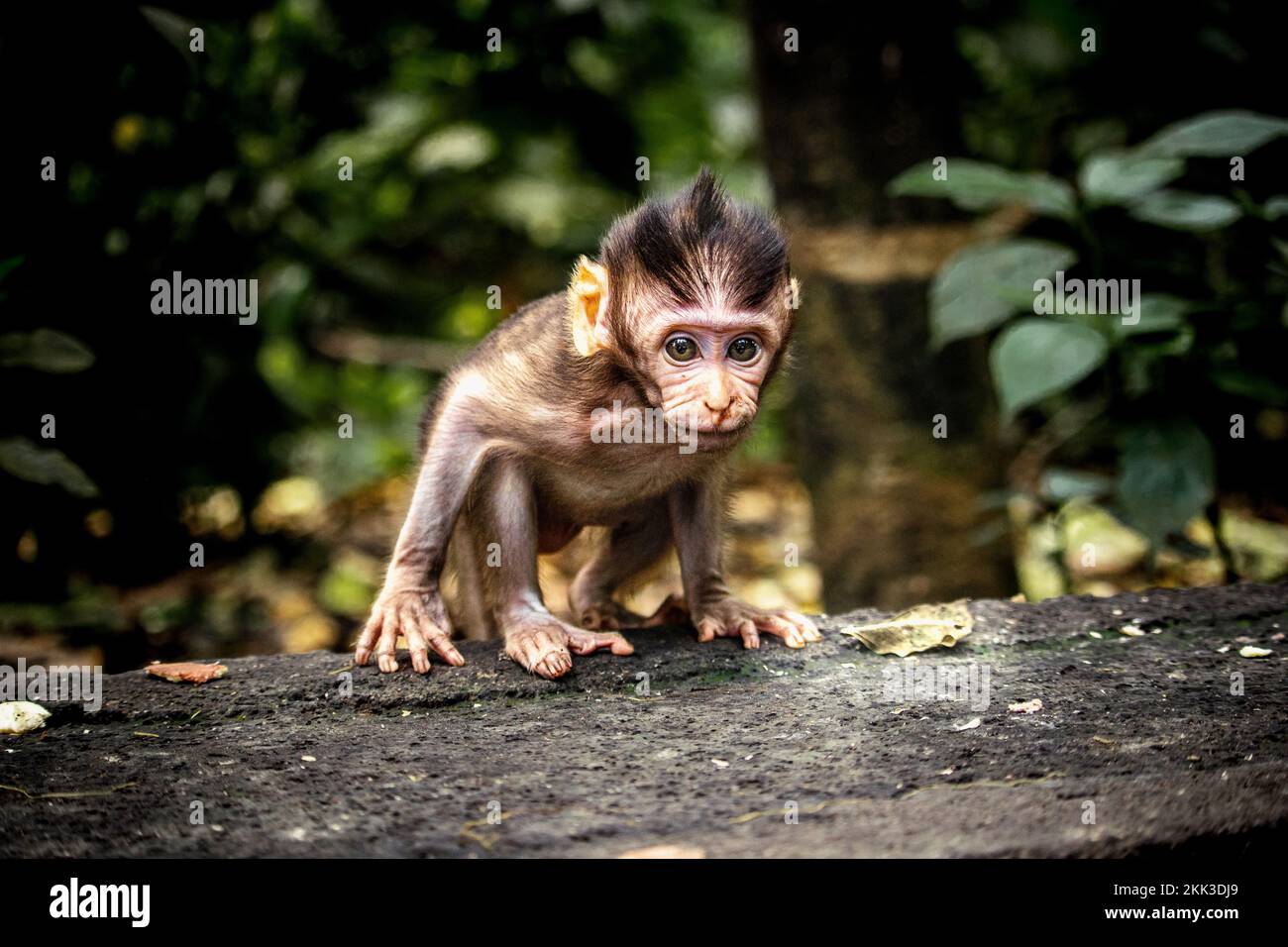 The Macaque Monkeys at the Monkey Forest in Ubud, Bali Stock Photo - Alamy The Macaque Monkeys at the Monkey Forest in Ubud, Bali Stock Photo - Alamy